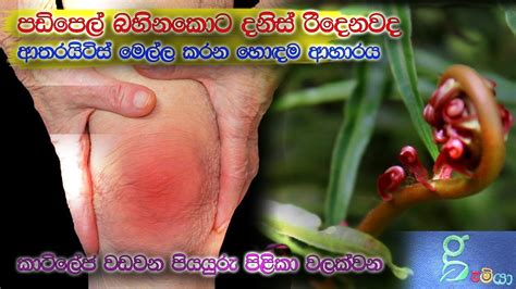 ආතරයිටිස් වලට ගුණදෙන ඔබේ වත්ත පහල ඉබේ හැදෙන කාටිලේජ වඩවන වටිනා ශාකය