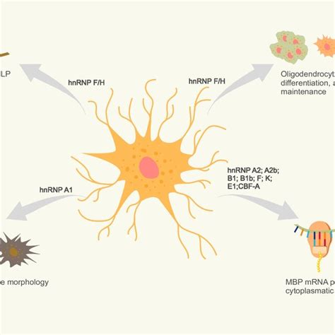 Hnrnps Involvement In Oligodendrocyte Processes Download Scientific Diagram