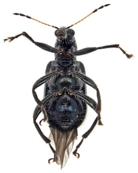 Eugnamptus Maybe E Angustatus Eugnamptus Punctatus Bugguide Net