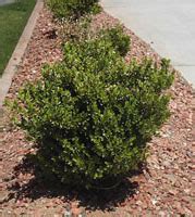Arizona Desert Plants Guide