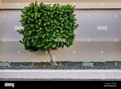 Square Trunk Tree Hi Res Stock Photography And Images Alamy