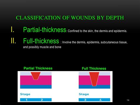 Ppt Wound Care And Dressing Powerpoint Presentation Free Download