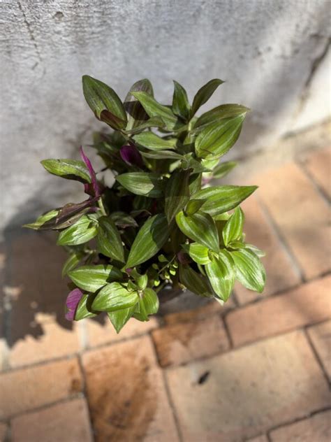 Spiderwort Plant Tradescantia Tarantula Lab
