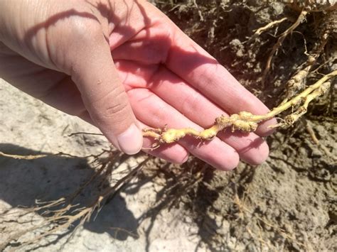Root Knot Nematode Of Tobacco Nc State Extension Publications