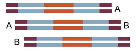 Guidelines For Using Nebuilder® Hifi Dna Assembly Neb