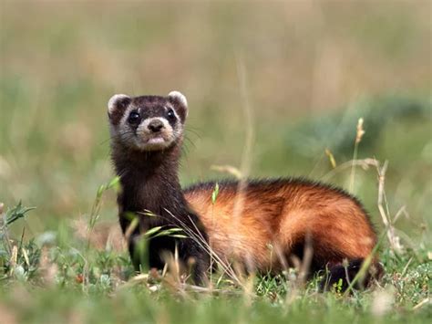 Steppe Polecat Masked Polecat Natural Habitat Mustela Eversmanii Stock