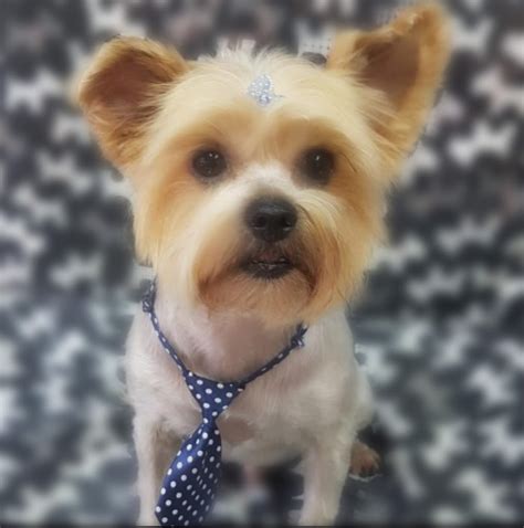 Yorkshire Terrier Adoptions In South Africa Yorkie Rescue And