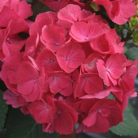 Cityline® Paris Bigleaf Hydrangea Discontinued Bigleaf Hydrangea Hydrangeas For Sale Flowers