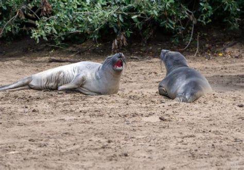 What Do Elephant Seals Eat Diet And Facts