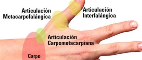 Descubre Todo Sobre La Articulación Metacarpofalángica Guía Completa