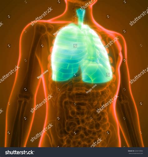 Human Body Organs Lungs Anatomy 3d Stock Illustration 634410992