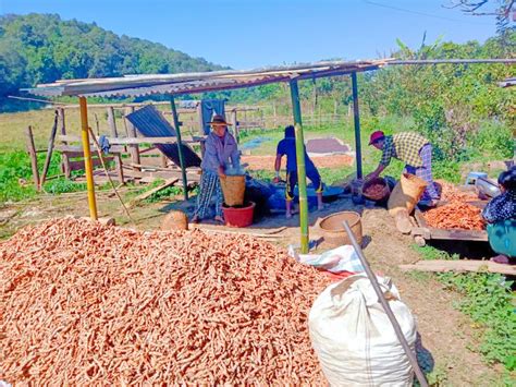 နွေရာသီကာလ၌ ဒေသထွက် နနွင်းခြောက်များ ဈေးကောင်းရရှိနေ Information And