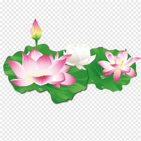 백색과 분홍색 연꽃 Nelumbo Nucifera 순수한 연꽃 포스터 식물 줄기 여름 Png Pngwing