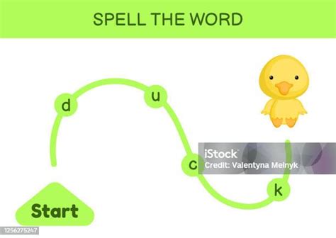 아이들을위한 미로 맞춤법 단어 게임 템플릿 단어 오리 인쇄 워크 시트를 읽는 법을 배웁니다 영어 공부를 위한 액티비티 페이지 어린이 발달을 위한 교육 활동 벡터 스톡