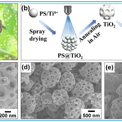 Schematic Of The 3d Honeycomb Like Design And Characterization Of The Download Scientific