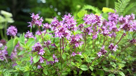 11 Varieties Of Thyme Explained