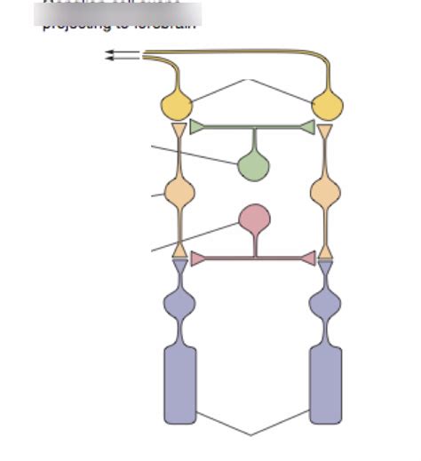 Chapter Diagram Quizlet