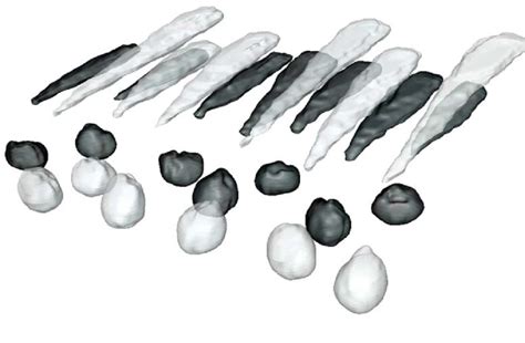 Figure S4 Volume Reconstruction Of A Small Region Of A Row Of