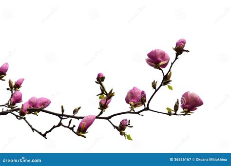 Flowering Branch Of Magnolia Cut Out Stock Image Image Of Rosy