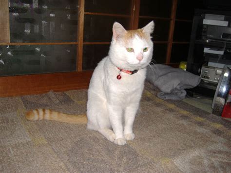 しろ4歳の頃 おすわり かご猫 Blog