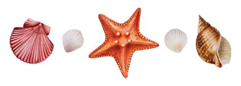 불가사리와 반짝이는 조개 껍질로 수채화 세트 흰색 고립된 배경에 수중 생물 물체를 손으로 칠하는 클립아트 디자이너 장식 엽서 포장지 스크랩북 표지 초대장 웨딩 디자인 포스터