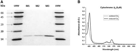 Experimental Assessment Of The Purity Of Soluble Recombinant Human