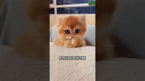 😻your Cat Will Love You After This 💖🤗