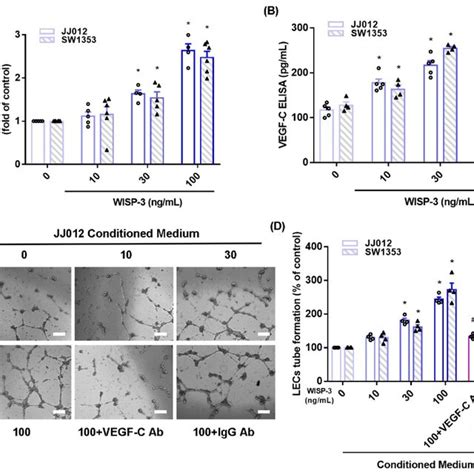 Schema Illustrating The Effects Of Wisp 3 In Vegf C Dependent