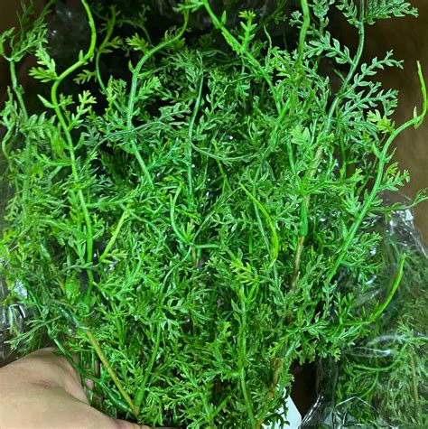 Sweet Annie Fern Bush Artificial Greenery Filler Etsy