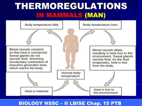 Homeostasis Lbise Hssc Ii Chap 15 Ppt
