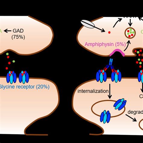 Functional Effects Of Autoantibody Binding To Glyrα1 A1 Dose Resonse