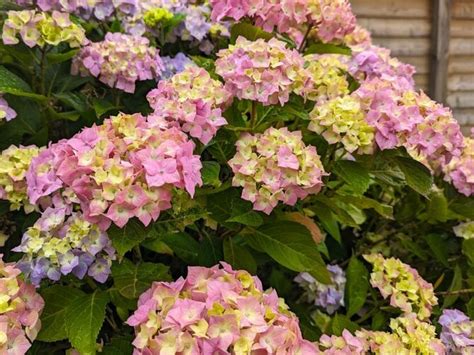 Landscaping With Hydrangea Radway Bridge Garden Centre