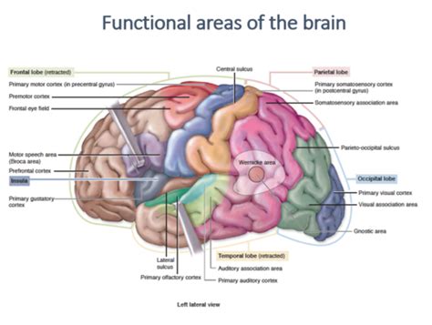 Module The Cerebral Cortex Unit Flashcards Quizlet