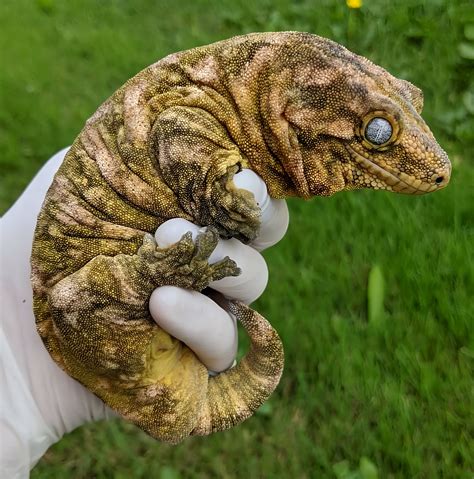 Rhacodactylus Leachianus Commonly Known As The New Caledonian Giant