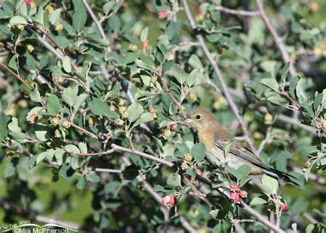 Lazuli Bunting Juvenile In A Serviceberry Mia Mcphersons On The Wing