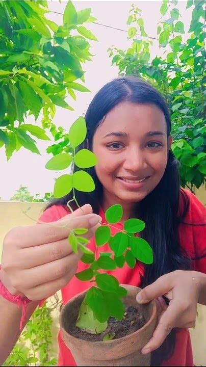 অপরাজিতাতে কি এবার ফুল ফুটবে Plants Gardening Gardeningtips Youtube