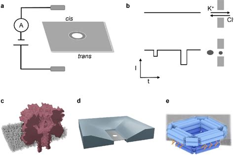 Schematic Representations Of Nanopore Sensing And Nanopore Systems A Download Scientific
