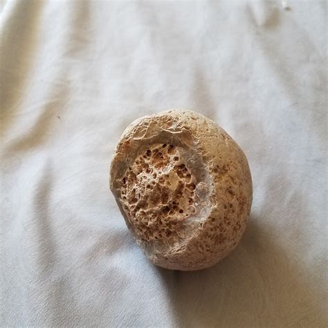 Possible Egg Fossil Id The Fossil Forum