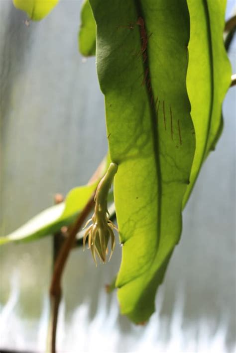Jungle Cacti Have Cladodes But What Are They Doing For The Plant