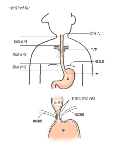 食管作用