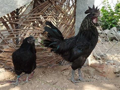 Kadaknath Farming Will Make You A Millionaire And This Is Also The Rate