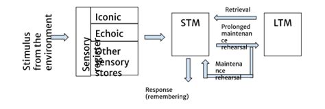 Human Memory Model Stages