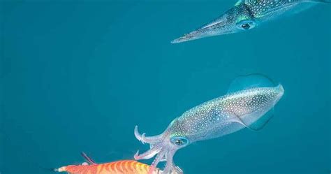 Cara Mancing Sotong Di Laut