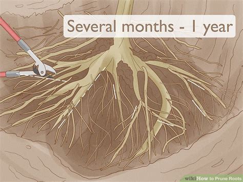 Ways To Prune Roots WikiHow
