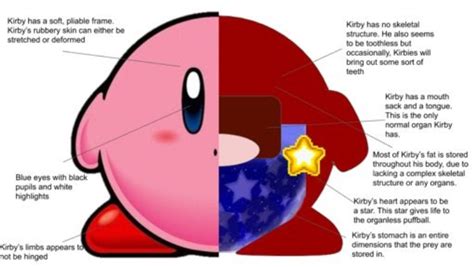 Off Topic Kirbys Anatomy Fandom