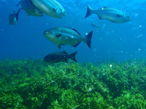 Silver Drummer Kyphosus Sydneyanus Picture Fish