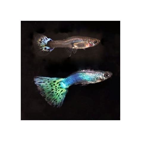 Poecilia Reticulata Blue Grass Guppy Mâle Bleu Grass 25 3 Cm