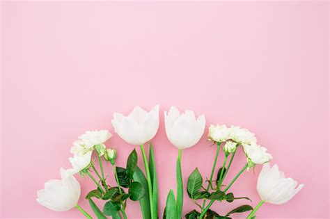 발렌타인의 배경입니다 흰색 장미와 튤립의 꽃 패턴 녹색 잎 분홍색 바탕에 가지 평면 위치 최고 볼 수 있습니다 0명에 대한 스톡