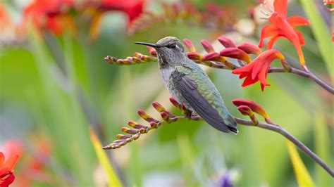 Flowers That Attract Butterflies Hummingbirds