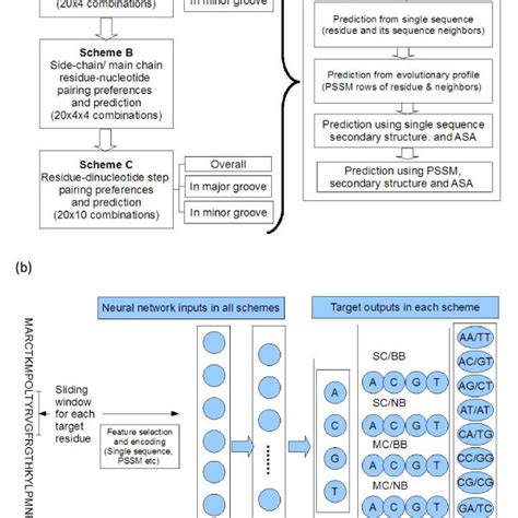 A Overall Layout Of The Current Study And B Prediction Workflow In Download Scientific